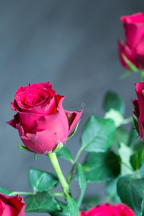 Beautiful Red Roses Bouquet, Close-up, Vertical Stock Image - Image of ...