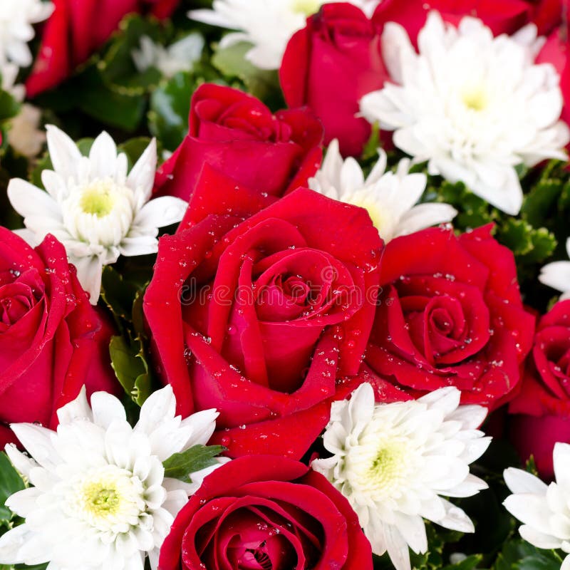 Beautiful Red Roses Bouquet Stock Photo - Image of dark, arrangement ...
