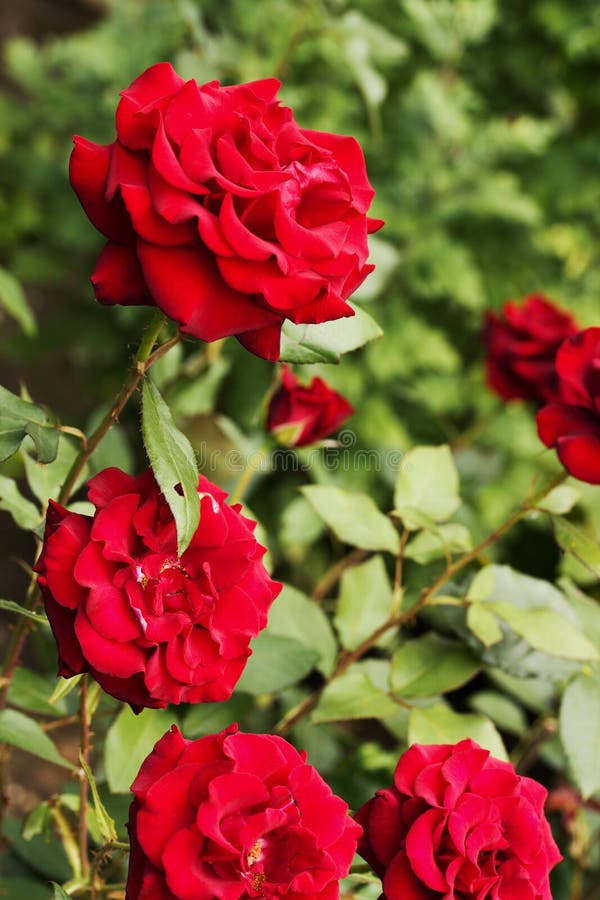 Beautiful Red Roses on the Bush Stock Photo - Image of petal, bush ...