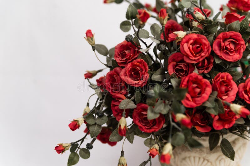 Beautiful Red Roses in a Ceramic Pot Stock Photo - Image of love ...