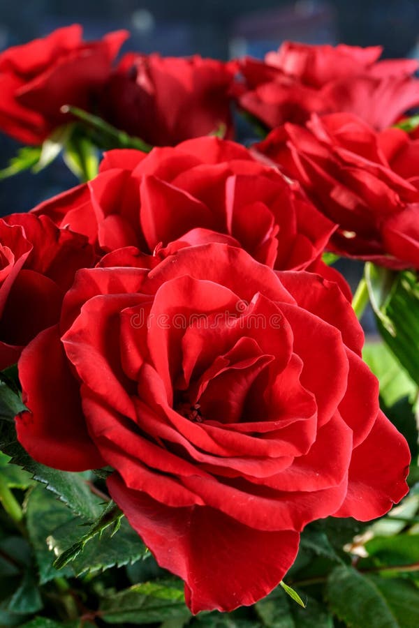 Beautiful red roses stock image. Image of kabobs, green - 79899529