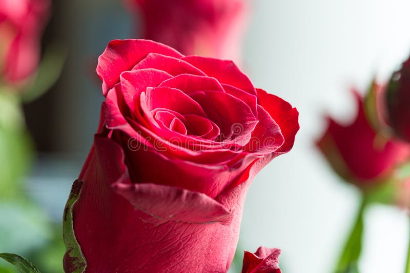 Beautiful Red Roses, Close-up, Horizontal Stock Image - Image of ...