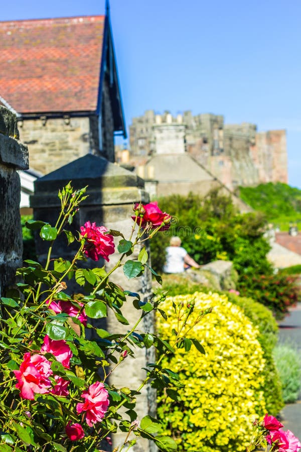 Beautiful, Red Roses Decorating Outside of the House Stock Photo ...