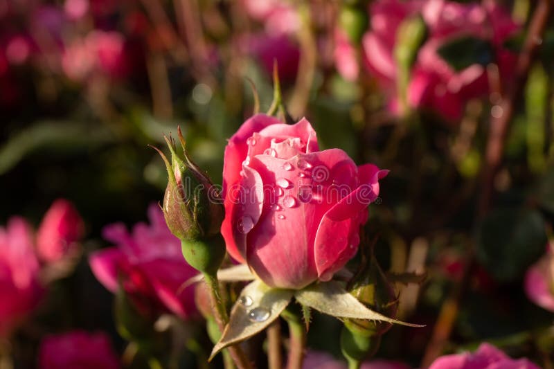 Beautiful red roses in dew stock photo. Image of natural - 317242376