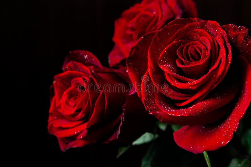Beautiful Red Roses With Drops Of Water On Black Background Stock Photo ...