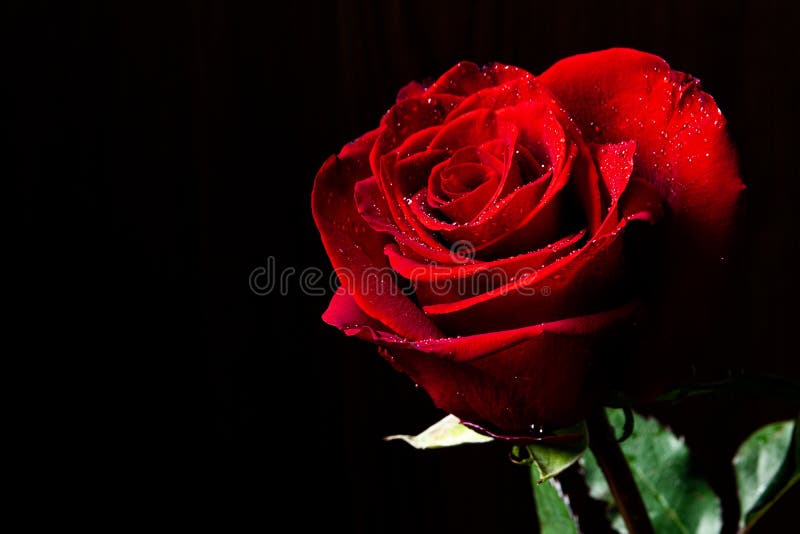 Beautiful Red Roses with Drops of Water on Black Background Stock Image ...