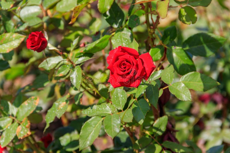 Beautiful Red Roses on Flower Bed in Garden Stock Image - Image of ...