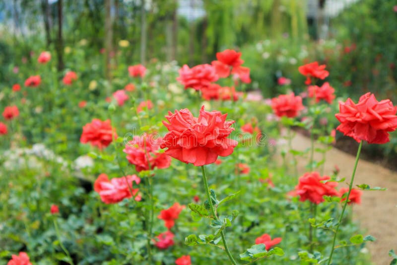 Red roses in flower garden stock photo. Image of natural - 163884212