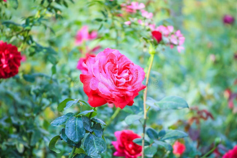 Beautiful Red Roses Flower in the Garden Stock Photo - Image of fresh ...