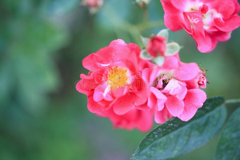 Beautiful Red Roses Flower in the Garden Stock Photo - Image of rose ...