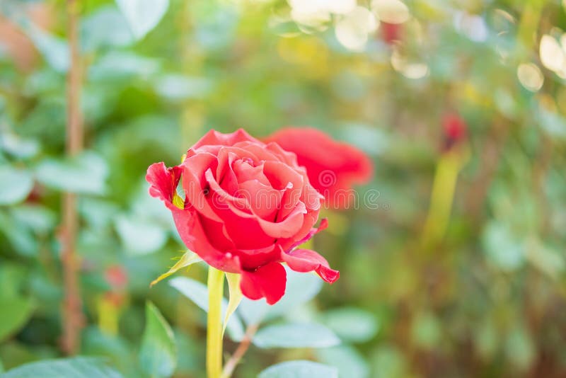 Beautiful Red Roses Flower in the Garden Stock Photo - Image of roses ...