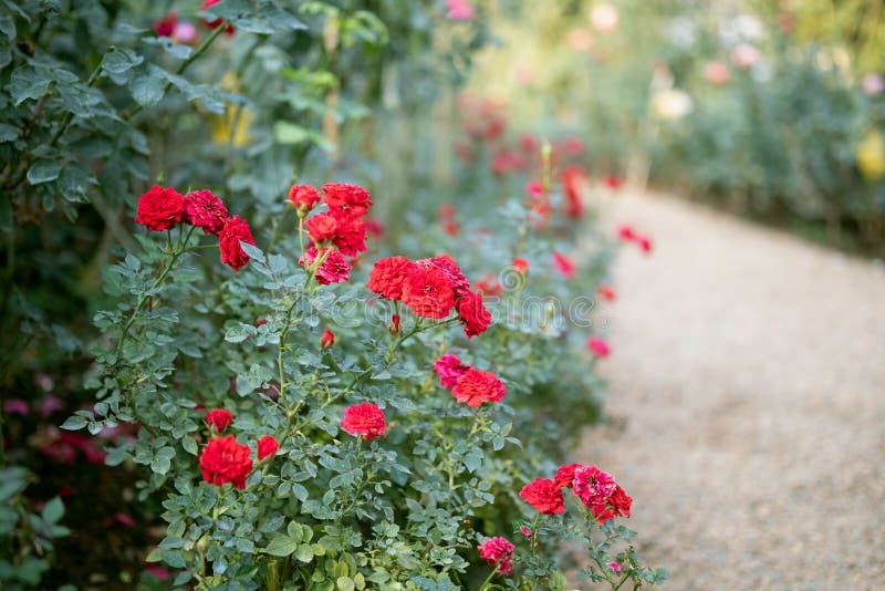 Beautiful Red Roses Flower in the Garden Stock Image - Image of leaf ...