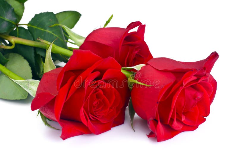Beautiful Red Roses Flower Isolated on White Stock Image - Image of ...