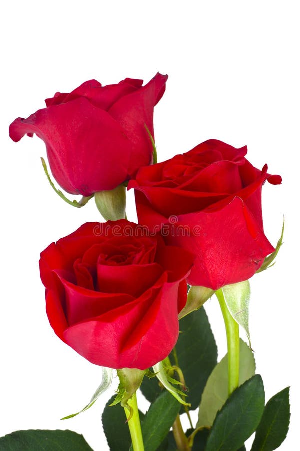 Beautiful Red Roses Flower Isolated On White Stock Image - Image of ...