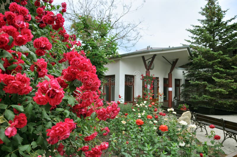 Beautiful Red Roses in Front of the House Stock Photo - Image of ...