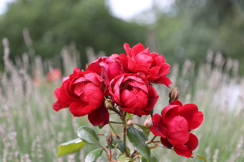 Beautiful Red Roses in the Garden Stock Image - Image of celebration ...