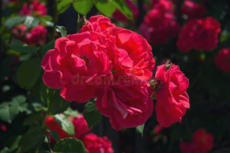 Beautiful Red Roses in the Garden Stock Photo - Image of bush, deep ...