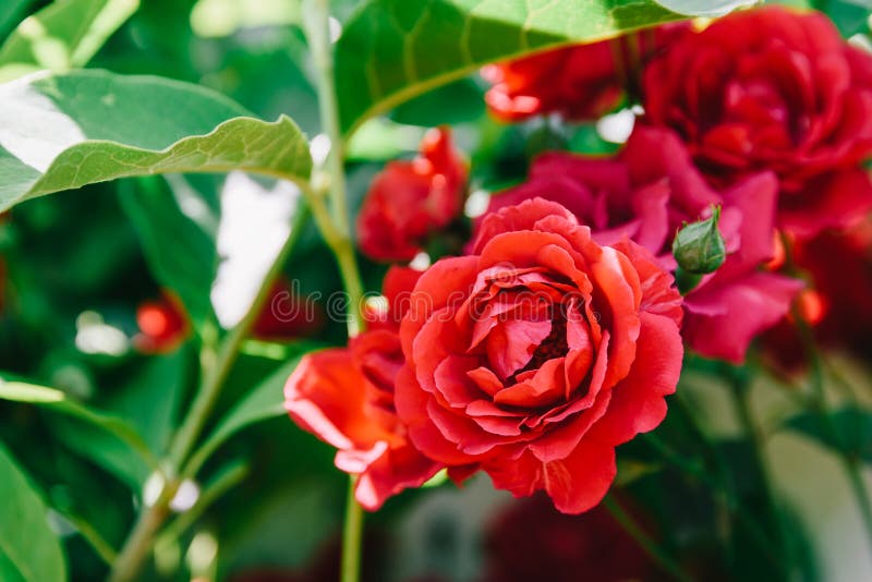 Beautiful Red Roses Garden stock image. Image of flower - 94016275