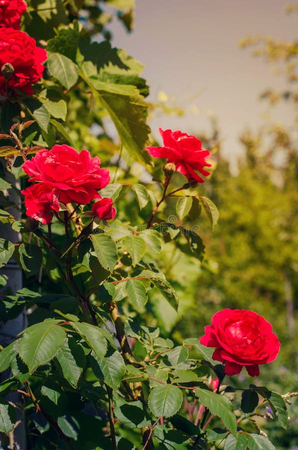 Beautiful Red Roses in the Garden on a Sunny Day. Stock Photo - Image ...