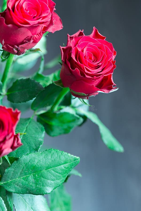 Beautiful Red Roses on Grey Background, Close-up Stock Photo - Image of ...