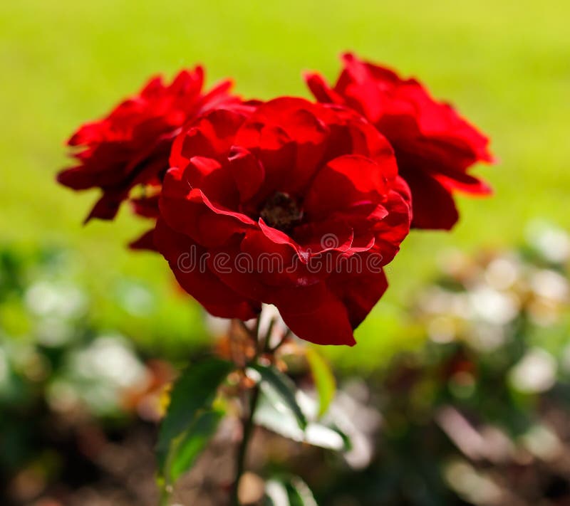 Beautiful Red Roses Grow in the Park Stock Photo - Image of color ...