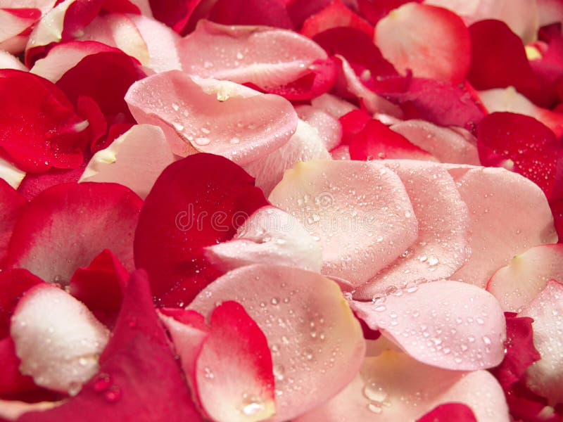 Beautiful Red Roses Petal Background Picture. Image: 3777064