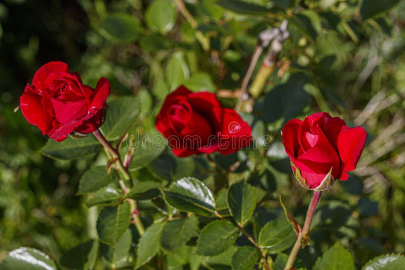 Beautiful Red Roses in Spring Blossom Stock Photo - Image of macro ...