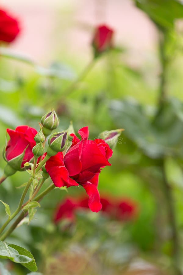 Beautiful Red Roses in Spring Garden Stock Image - Image of concept ...