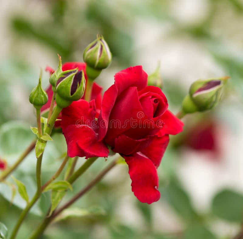 Beautiful Red Roses in Spring Garden Stock Photo - Image of concept ...