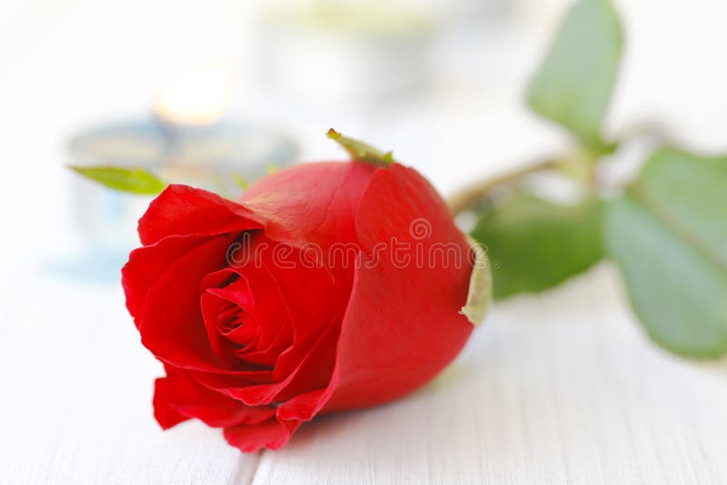 Beautiful Red Roses on Table Close-up Stock Photo - Image of flower ...