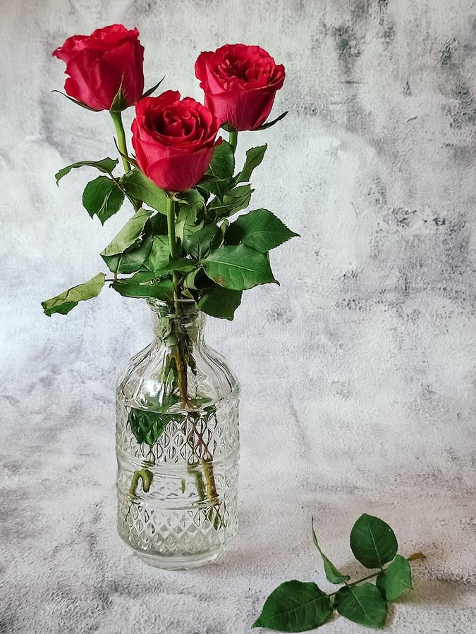 Red Roses in a Vase of Transparent Glass Stock Image - Image of pink ...