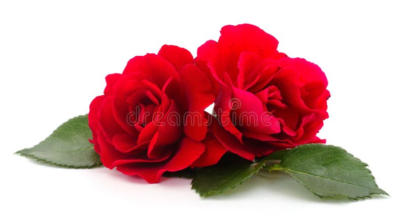 Beautiful red roses stock photo. Image of nature, flowers - 195780292