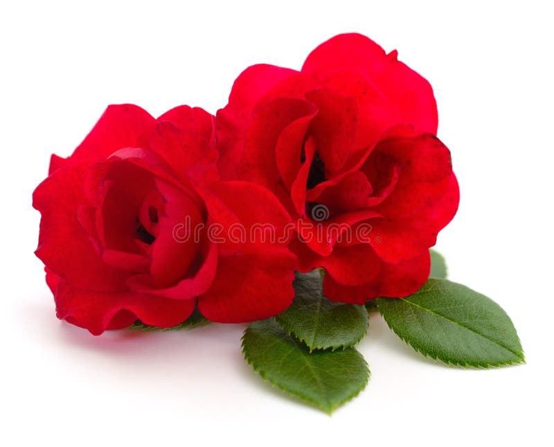 Beautiful red roses stock photo. Image of isolated, green - 190595614