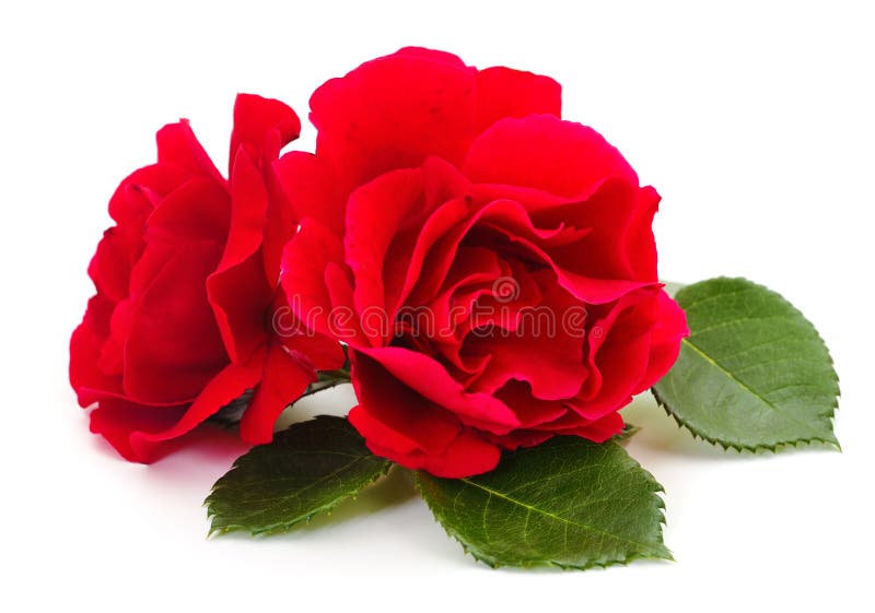 Beautiful red roses stock photo. Image of gift, color - 191670512