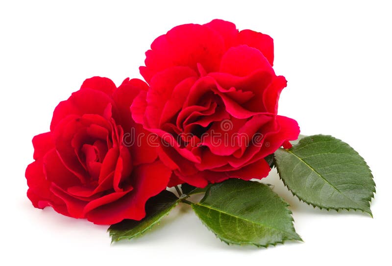 Beautiful red roses stock image. Image of flowers, nature - 197718069