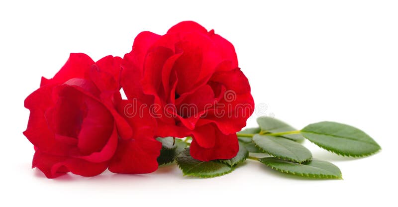 Beautiful red roses stock image. Image of holidays, roses - 272226201