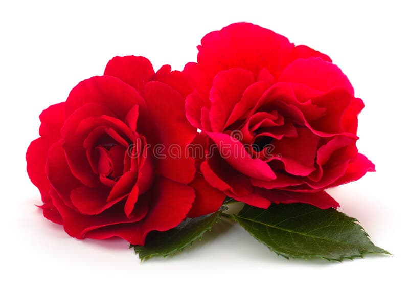 Beautiful red roses stock image. Image of isolated, petal - 330418781