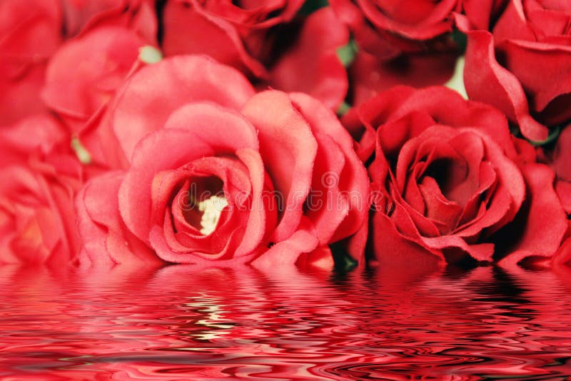 Beautiful Red Roses with Water Reflection Stock Image - Image of ...