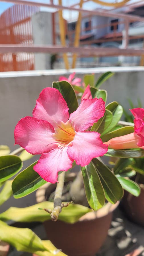 BEAUTIFUL RED SAFARI ROSE stock image. Image of blooming - 246430277
