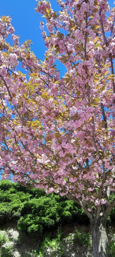 Beautiful Red Sakura Blooming Near the Road Stock Image - Image of ...