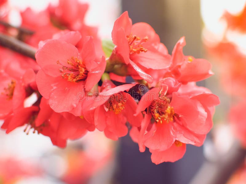 Beautiful Red Sakura Flowers with Raindrop Stock Image - Image of ...