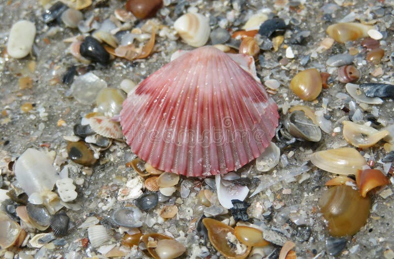 Red Seashell on the Florida Beach Stock Image - Image of nature ...