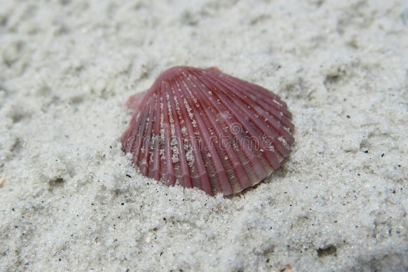 Red Seashell on the Florida Beach Stock Image - Image of breeze, rest ...