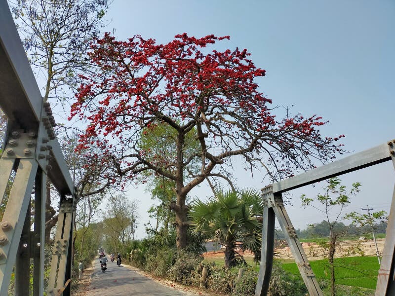 Beautiful Red Shimul Flowers Stock Image - Image of fruit, tree: 228021785