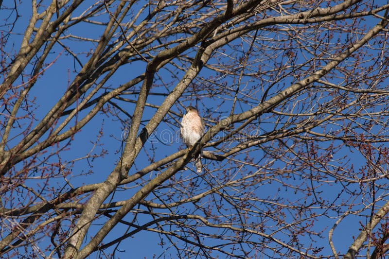 Beautiful Red-shouldered Hawk Perched in a Tree Stock Image - Image of ...