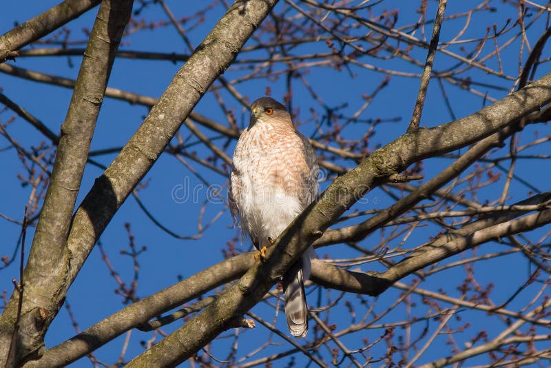 Beautiful Red-shouldered Hawk Perched in a Tree Stock Photo - Image of ...