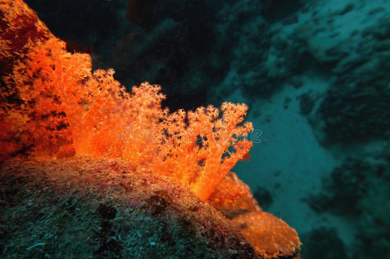 Beautiful Red Soft Coral Dendronepthya. Underwater Scene of ...