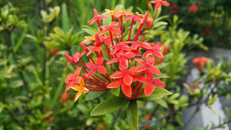 Beautiful Red Soka Flowers in the Yard Stock Image - Image of garden ...