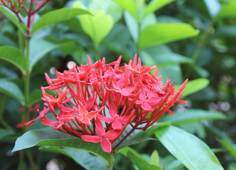 Beautiful Red spike flower stock photo. Image of blossom - 152036820
