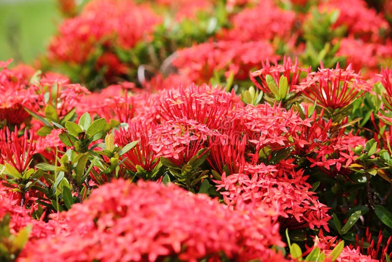 Beautiful Red Spike Flower in Fresh Nature Stock Image - Image of ...